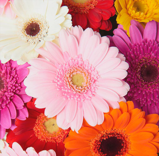 Flowers St George Utah 🌻 Oct 2025